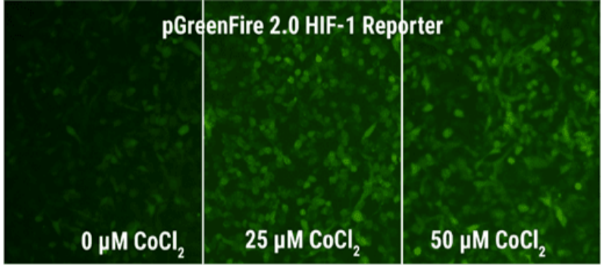 pGreenFire 2.0 - signalling pathway reporters re-engineered for ...